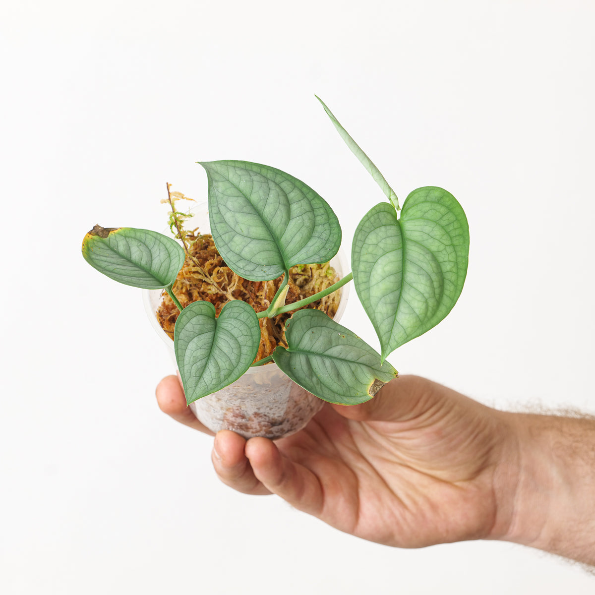 Anadendrum affine (a.k.a. 'Scindapsus luscens') | Plants ...