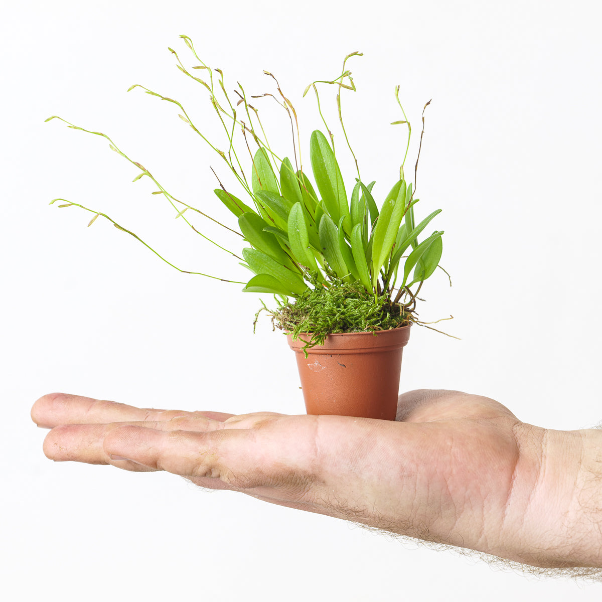 Anathallis minutalis | Plants | GrowTropicals.com