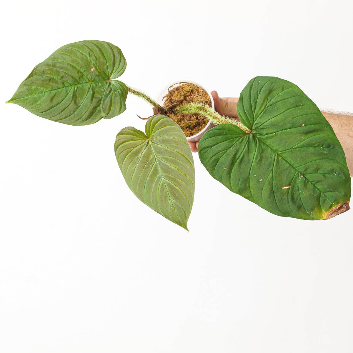 Philodendron serpens x verrucosum – GROW TROPICALS