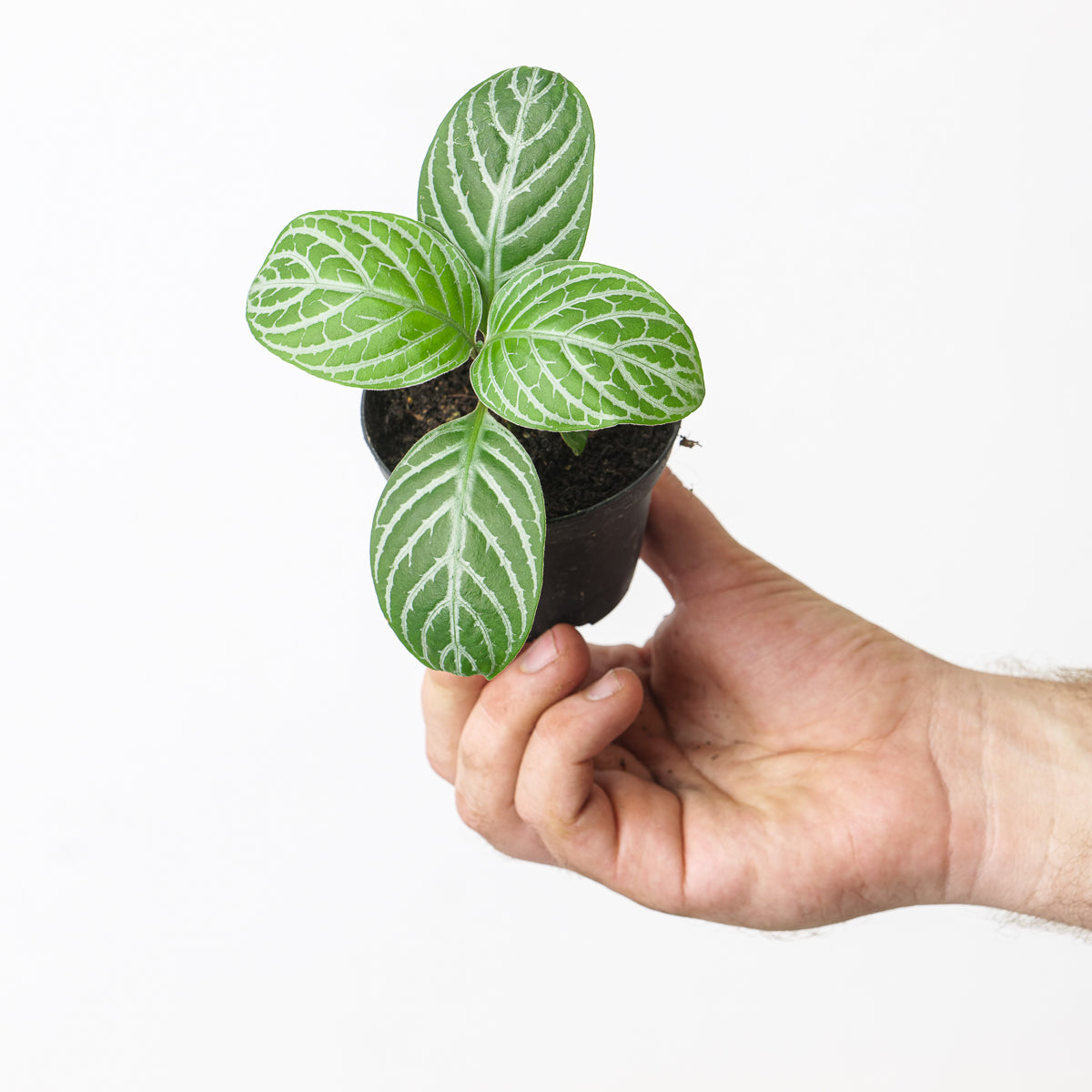 Chamaeranthemum venosum – GROW TROPICALS