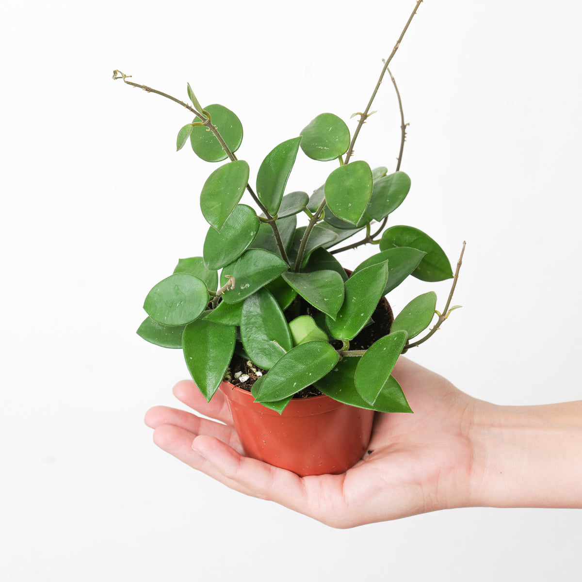 Hoya cv. Chouke | Plants | GrowTropicals.com