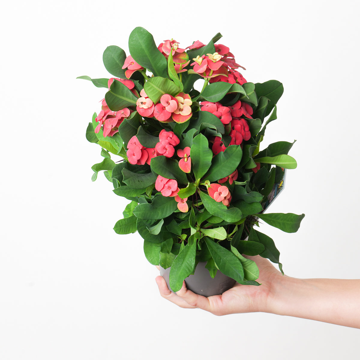 Euphorbia milli 'Volcano' | Plants | GrowTropicals.com