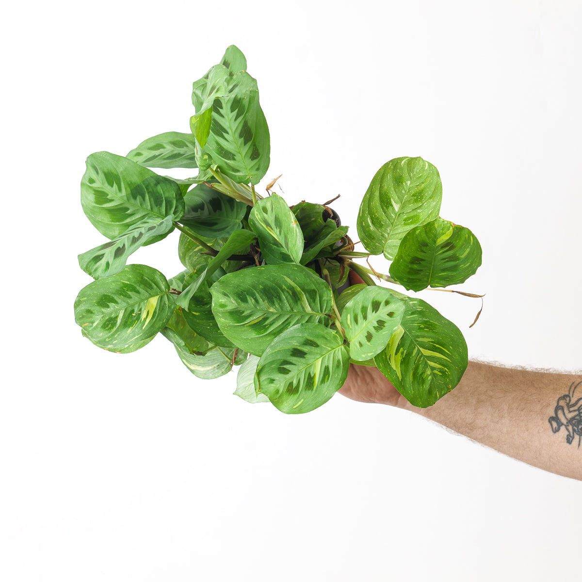 Maranta Leuconeura Kerchoveana Variegated – GROW TROPICALS