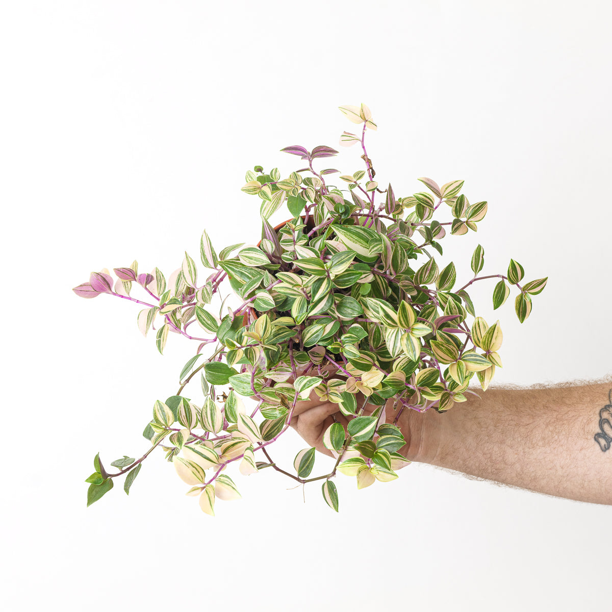 Tradescantia mundula 'lisa' | Plants | GrowTropicals.com