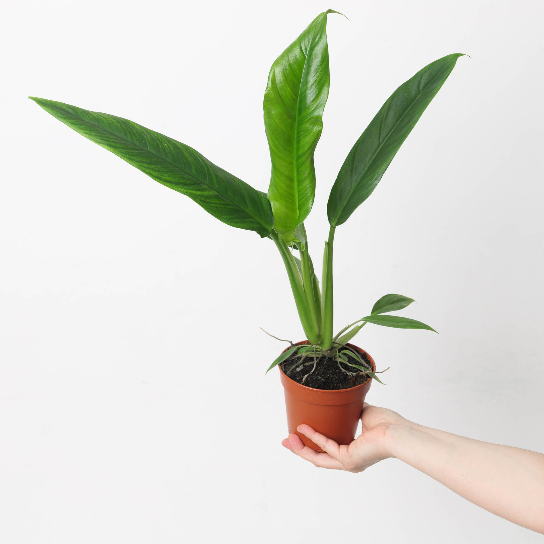 Philodendron holtonianum | Plants | GrowTropicals.com