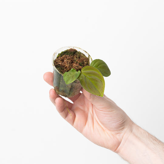 Homalomena humilis 'Red Velvet form' | Plants | GrowTropicals.com