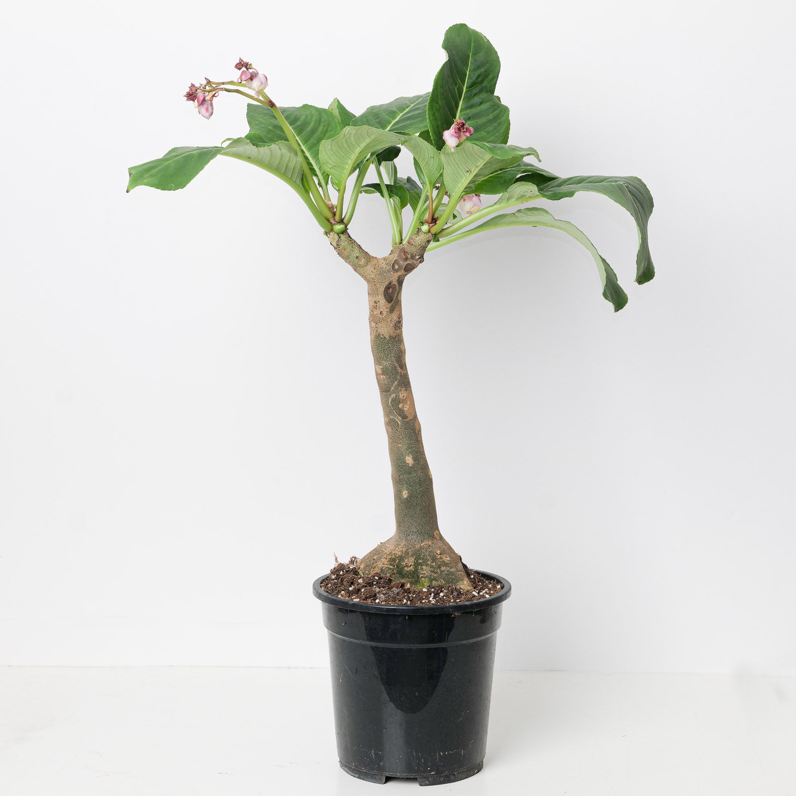 Impatiens mirabilis | Plants | GrowTropicals.com