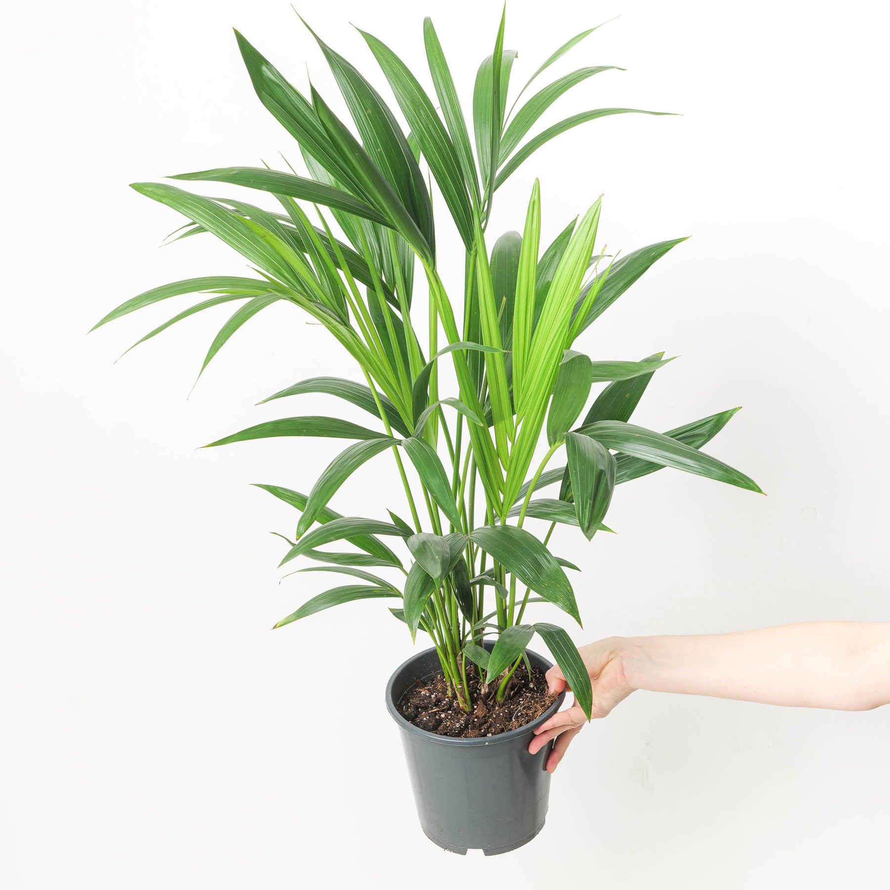 Kentia (Howea Forsteriana) | Plants | GrowTropicals.com