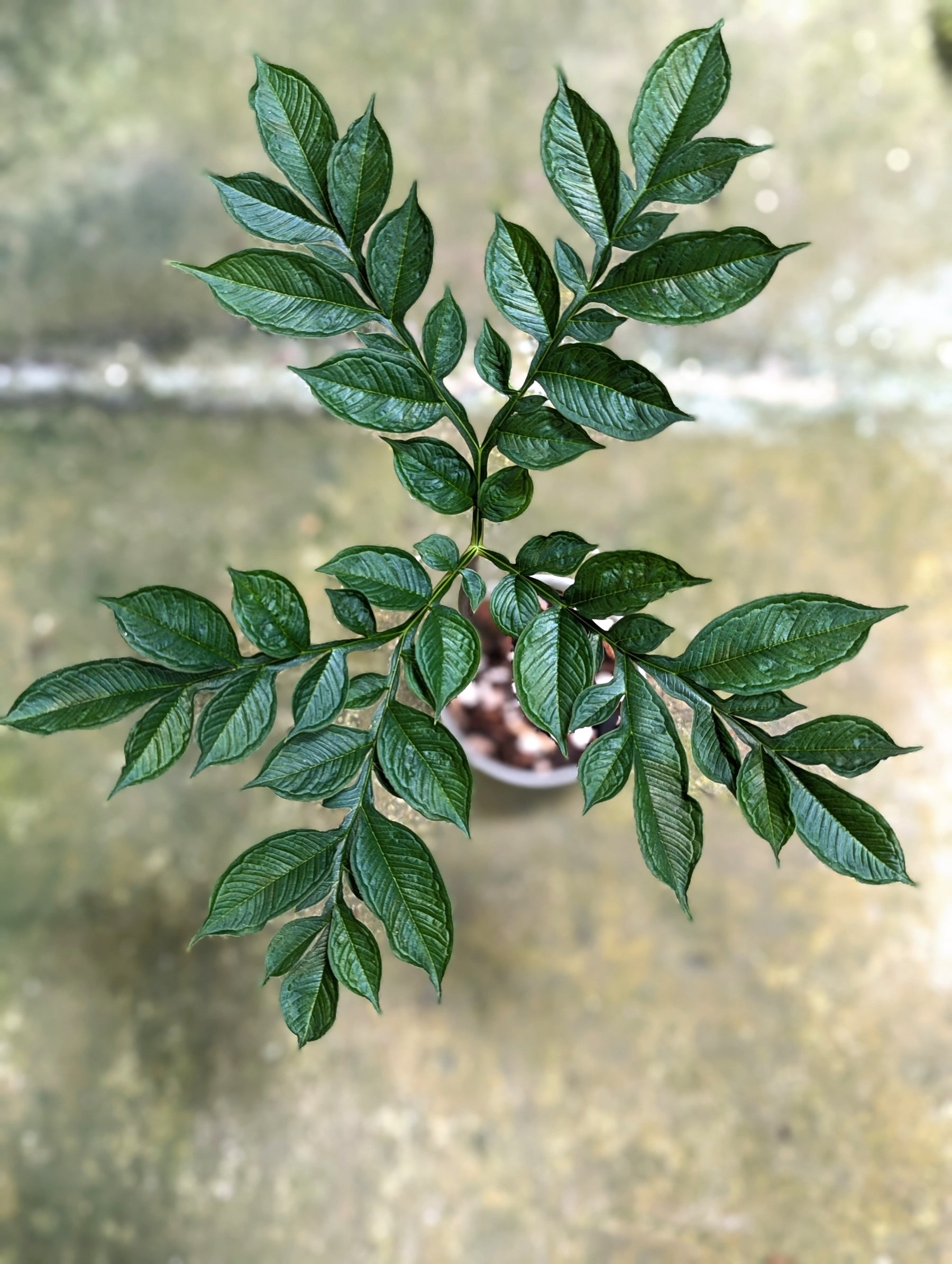 Amorphophallus konjac | Plants | GrowTropicals.com