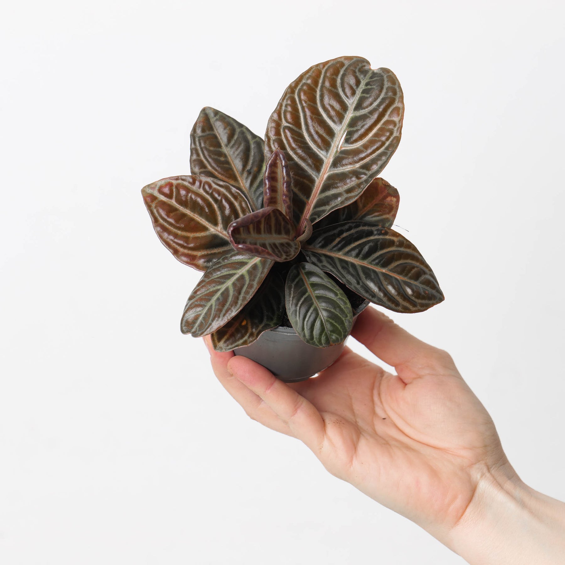 Labisia sp. 'Turtleback' – GROW TROPICALS