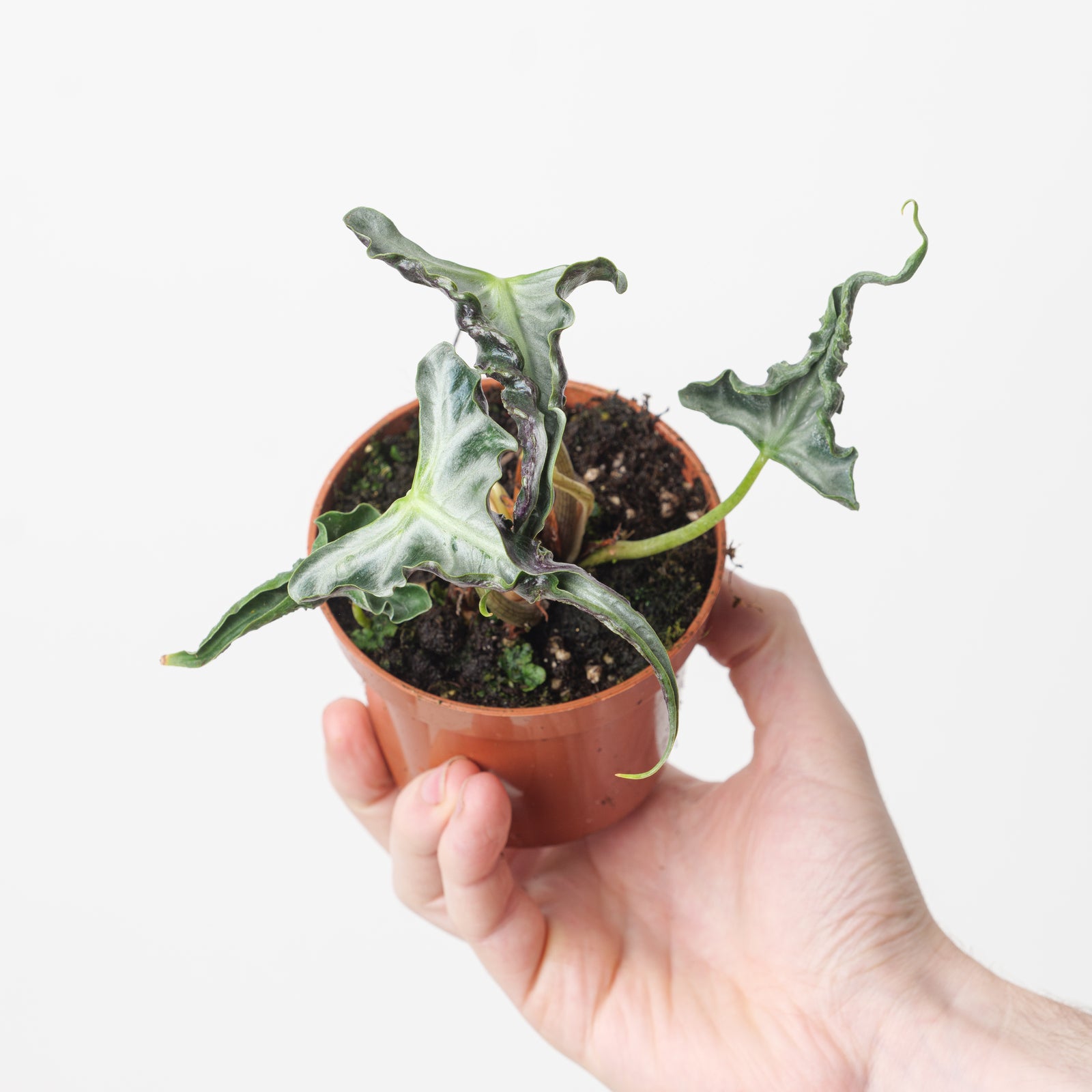 Alocasia 'Loco' | Plants | GrowTropicals.com