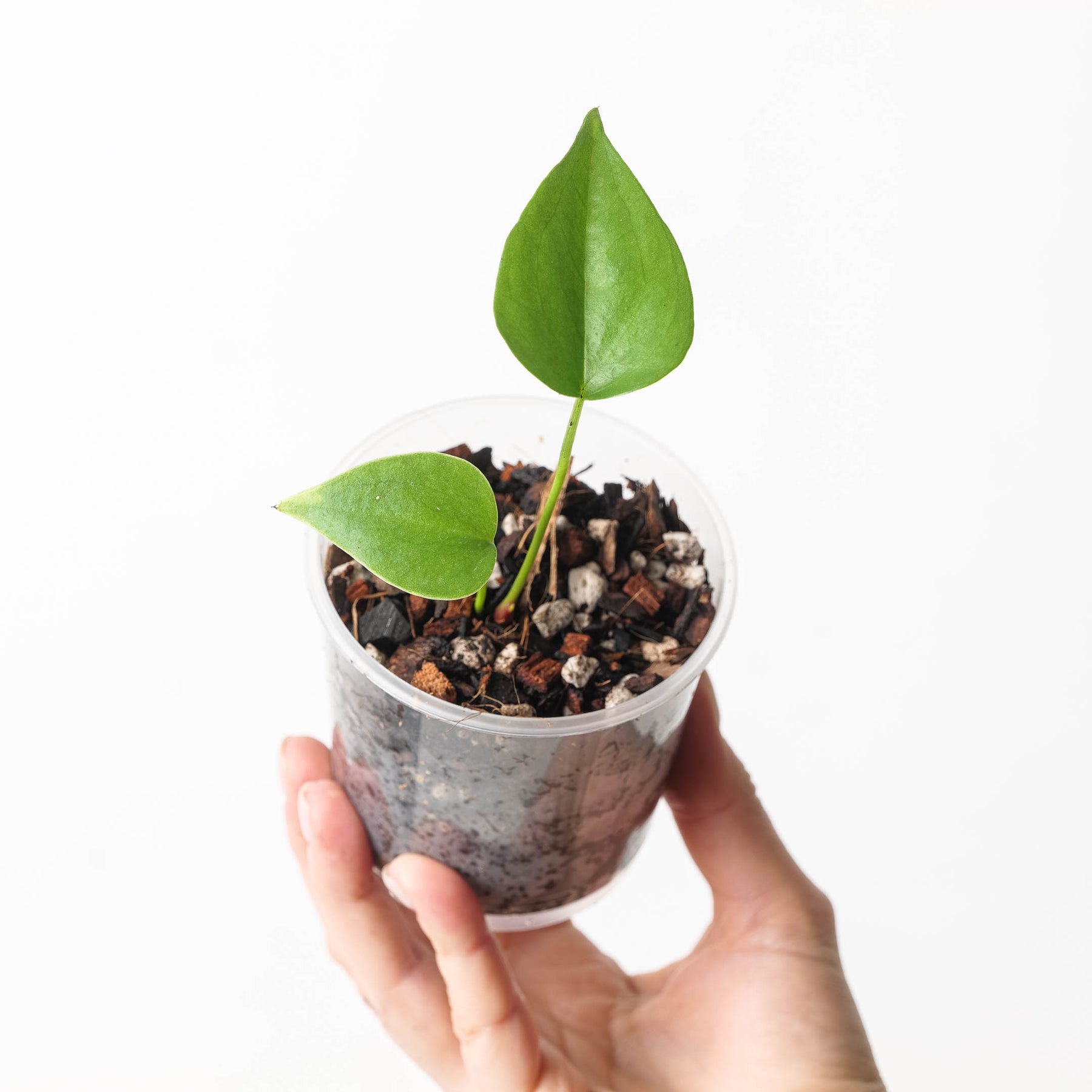 Anthurium lucens | Plants | GrowTropicals.com