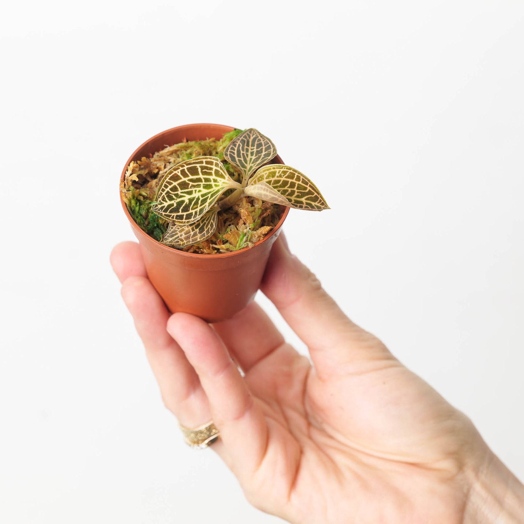 Anoectochilus roxburghii 'Yellow' x Macodes petola | Plants ...