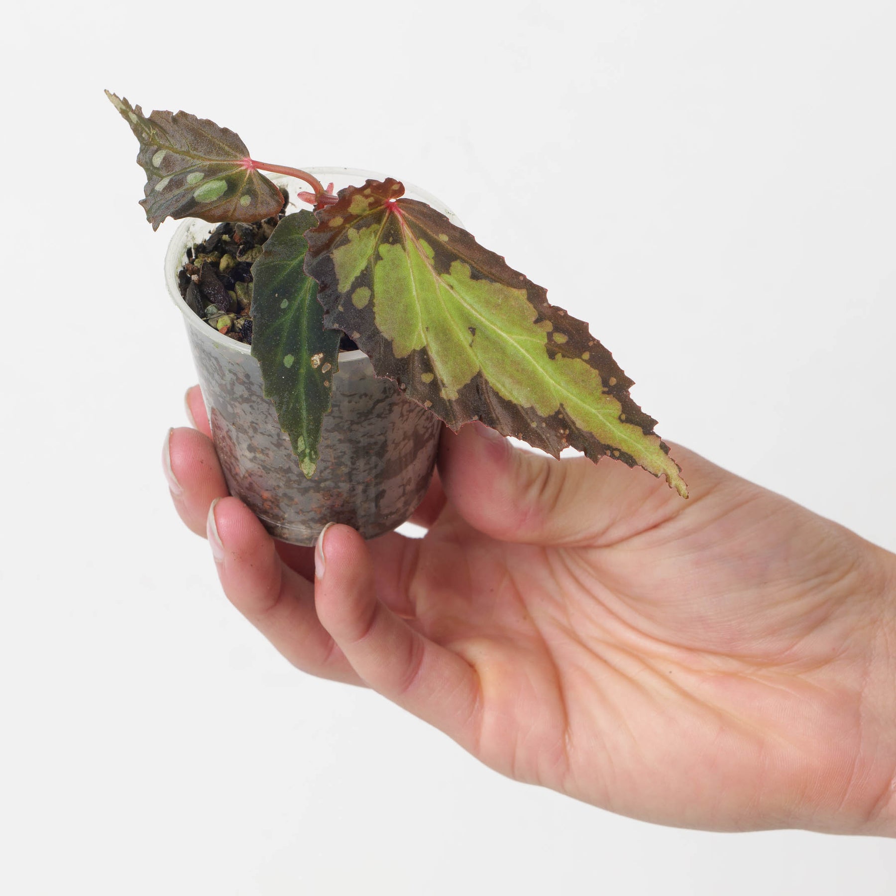 Begonia sp. Mantuk – GROW TROPICALS