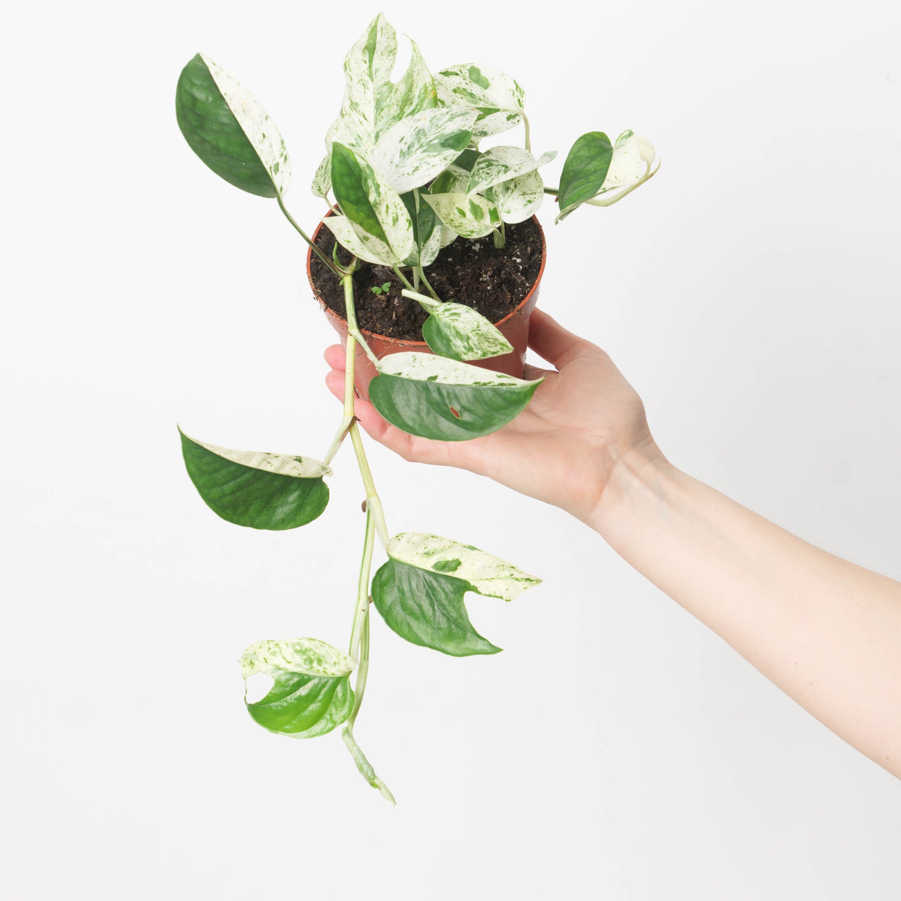 Epipremnum pinnatum 'Marble' | Plants | GrowTropicals.com