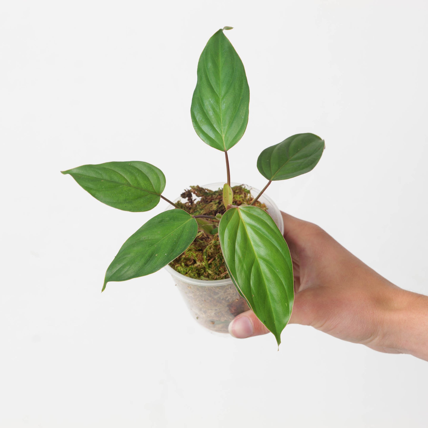 Philodendron ornatum | Plants | GrowTropicals.com