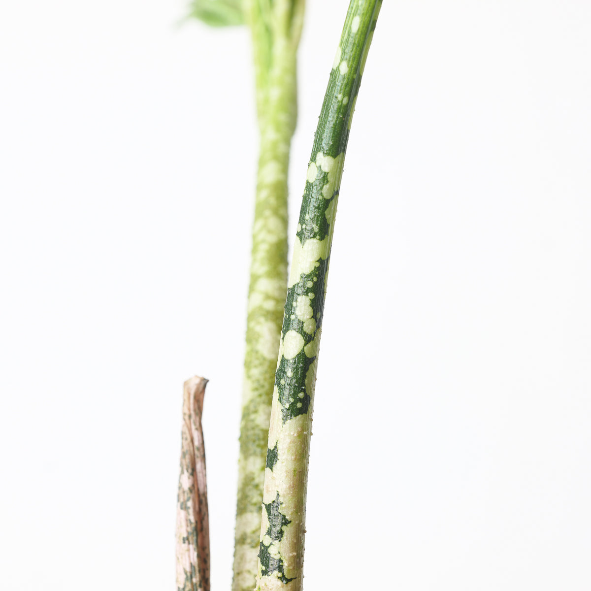 Amorphophallus paeoniifolius | Plants | GrowTropicals.com