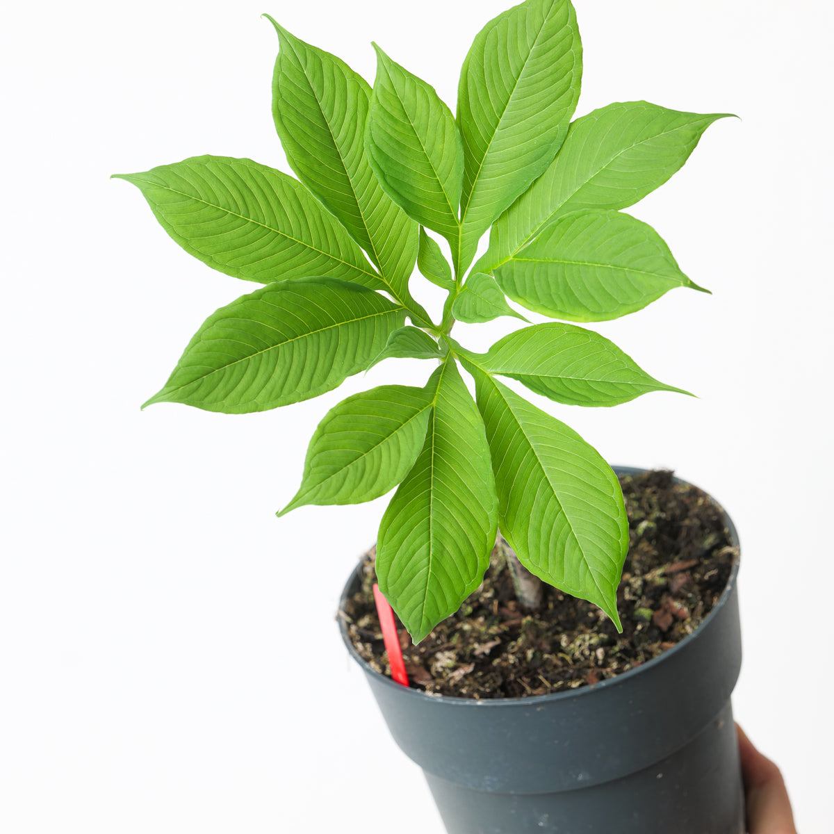 Amorphophallus paeoniifolius | Plants | GrowTropicals.com
