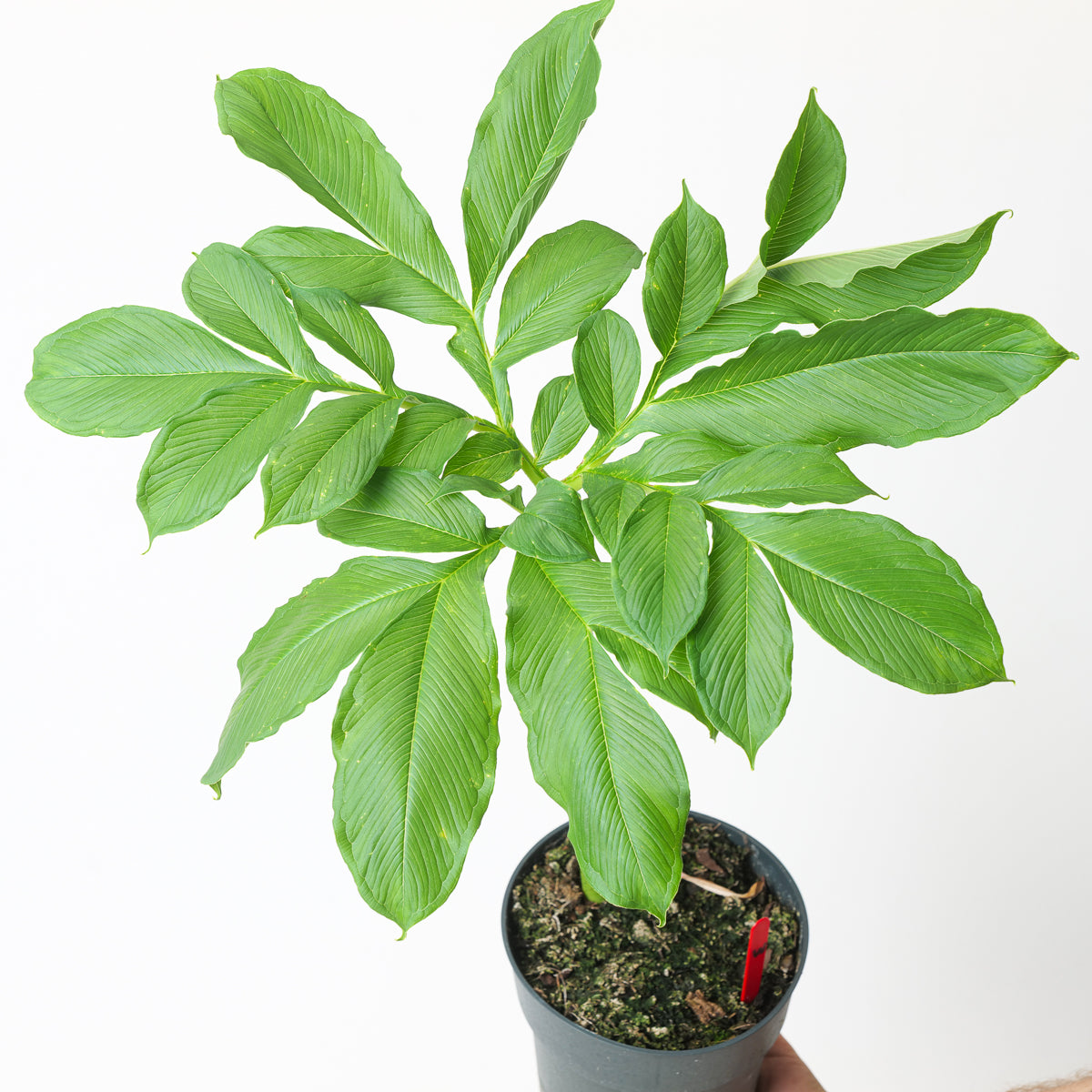 Amorphophallus paeoniifolius | Plants | GrowTropicals.com