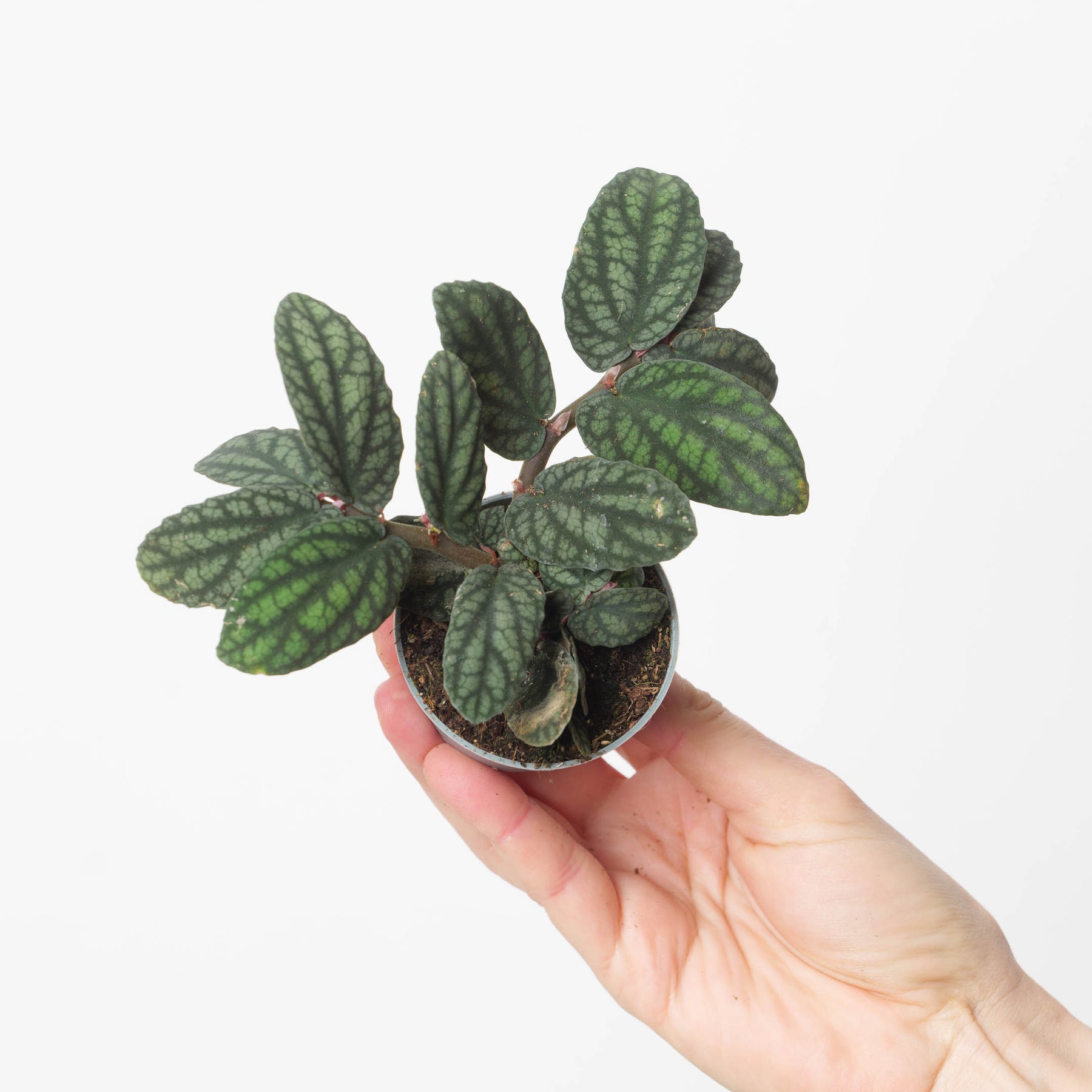 Pellionia pulchra | Plants | GrowTropicals.com