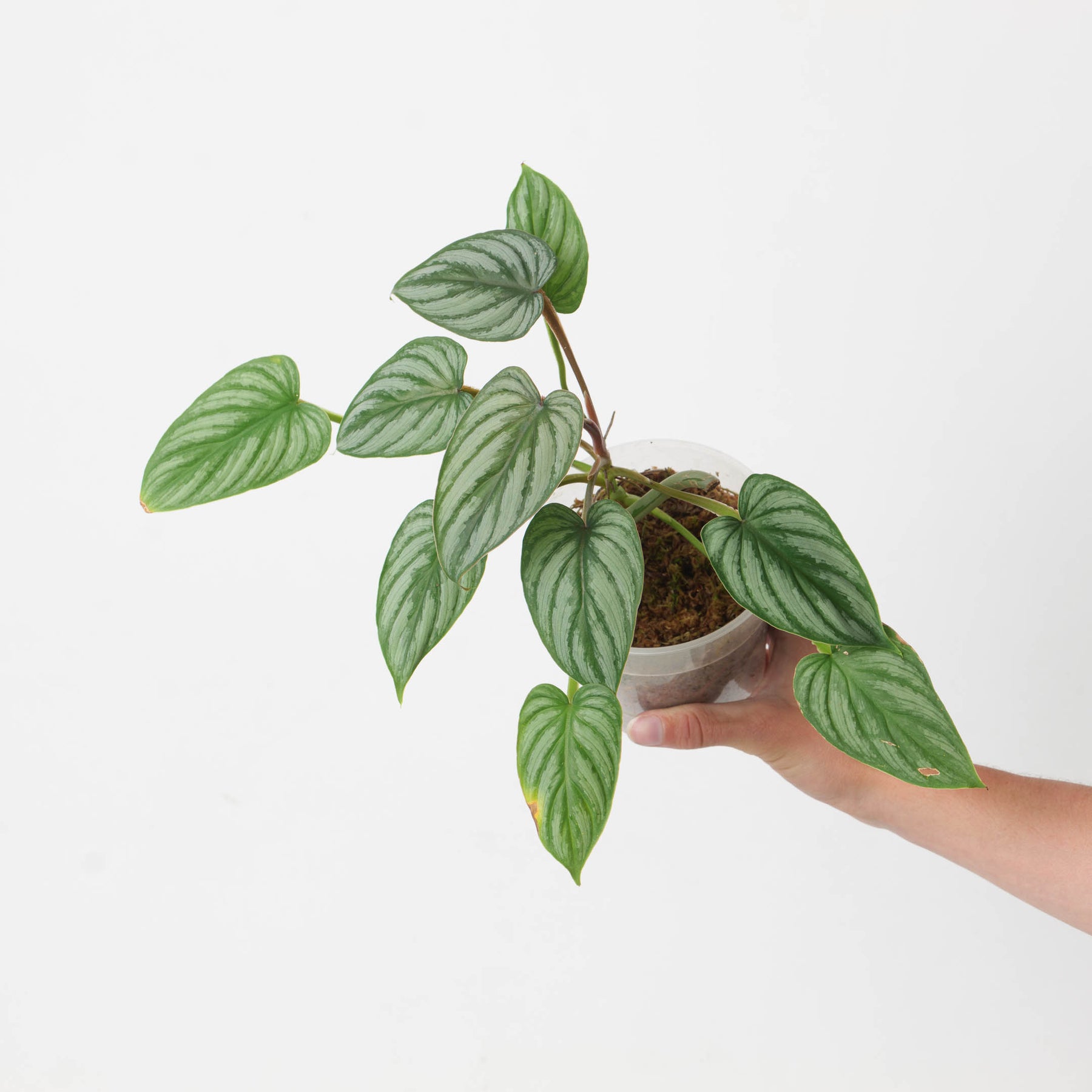 Philodendron plowmanii 'Silver' – GROW TROPICALS