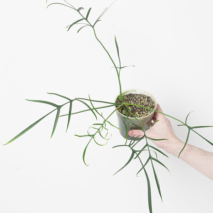 Philodendron polypodioides | Plants | GrowTropicals.com