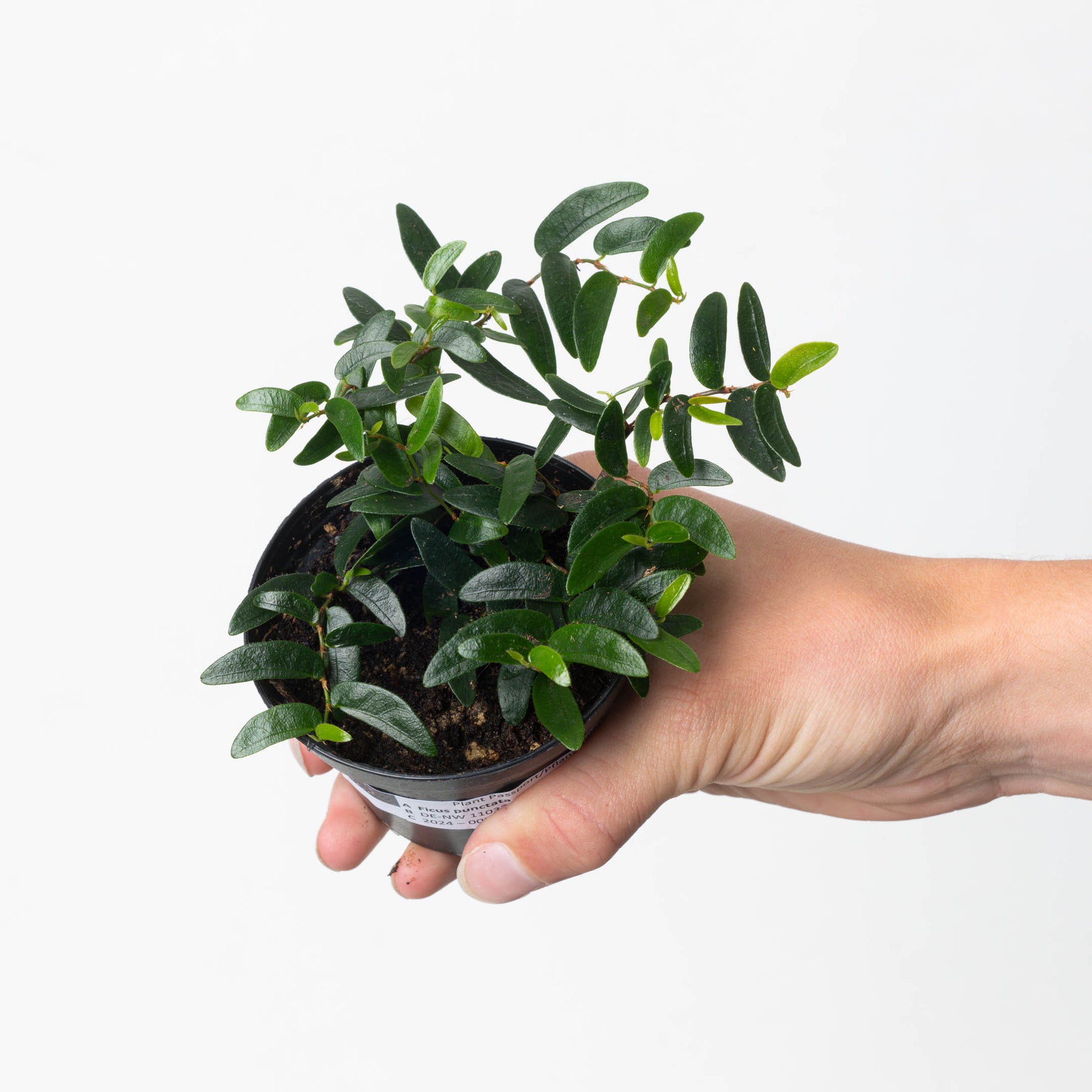 Ficus punctata 'panama' | Plants | GrowTropicals.com