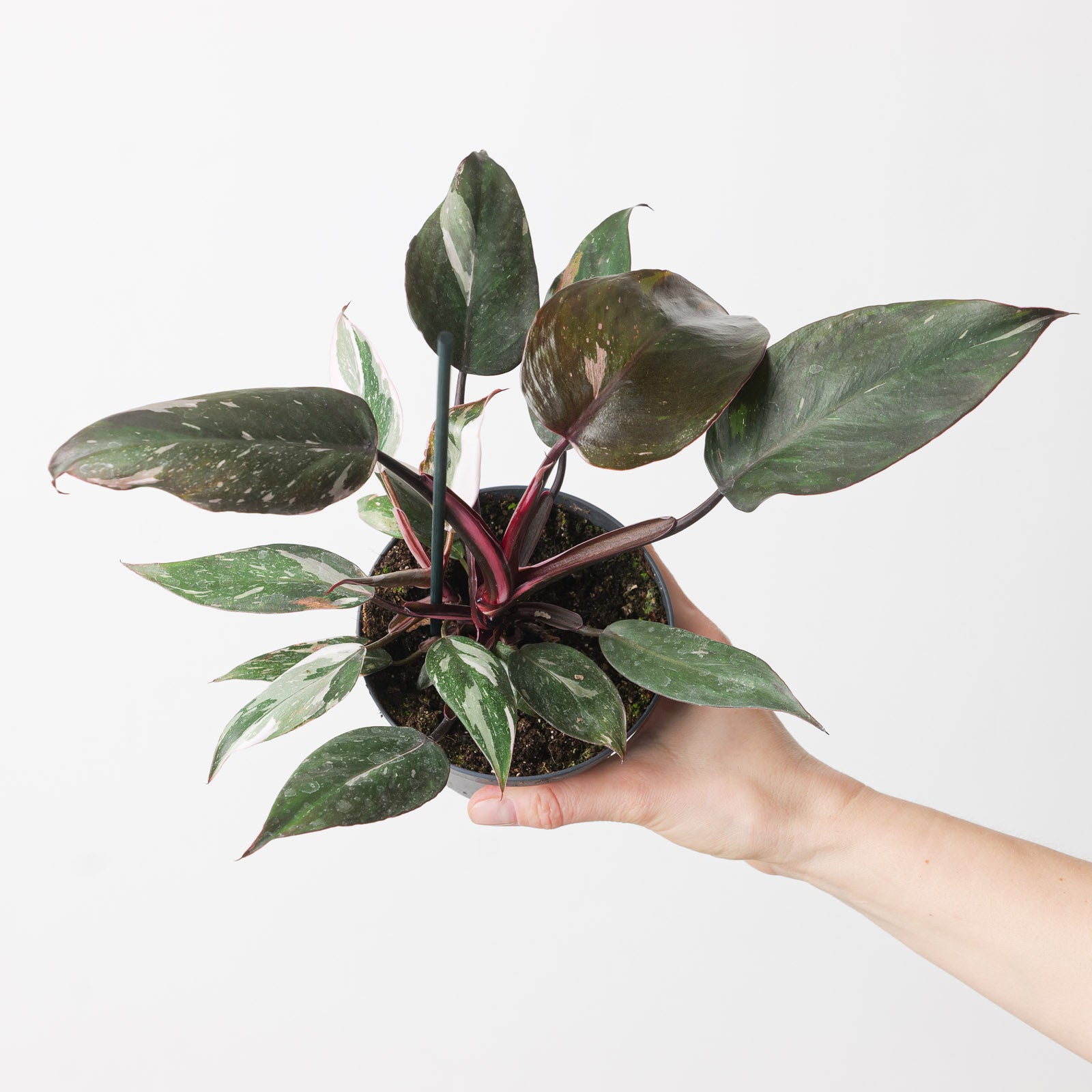 Philodendron Red Anderson | Plants | GrowTropicals.com