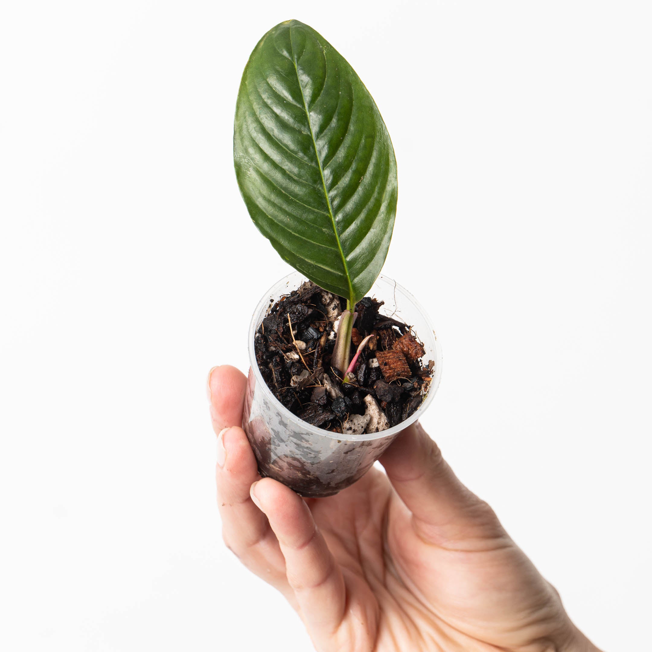 Rhodospatha sp. 'Brown' – GROW TROPICALS