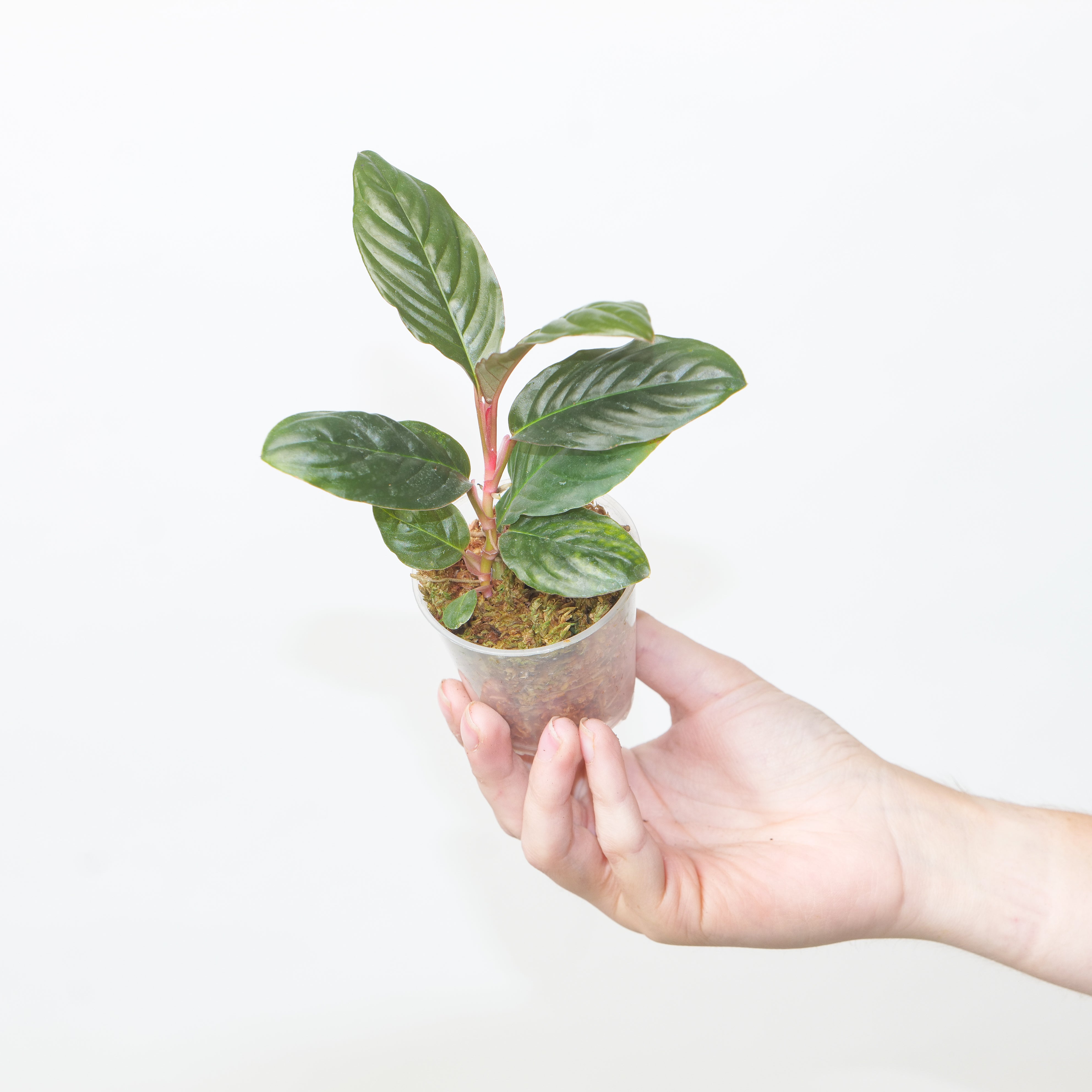 Rhodospatha sp. 'Brown' | Plants | GrowTropicals.com