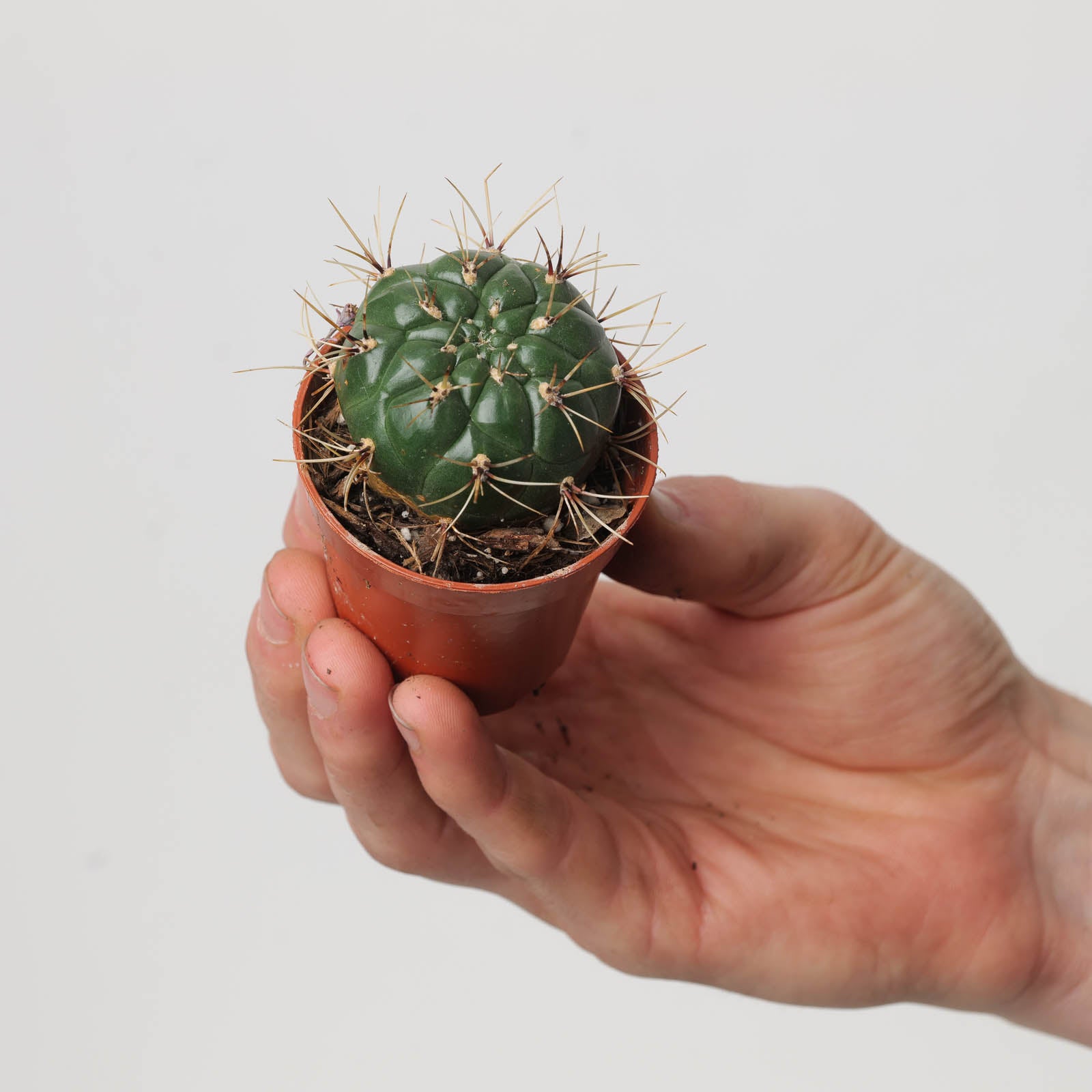 Matucana ritteri | Plants | GrowTropicals.com