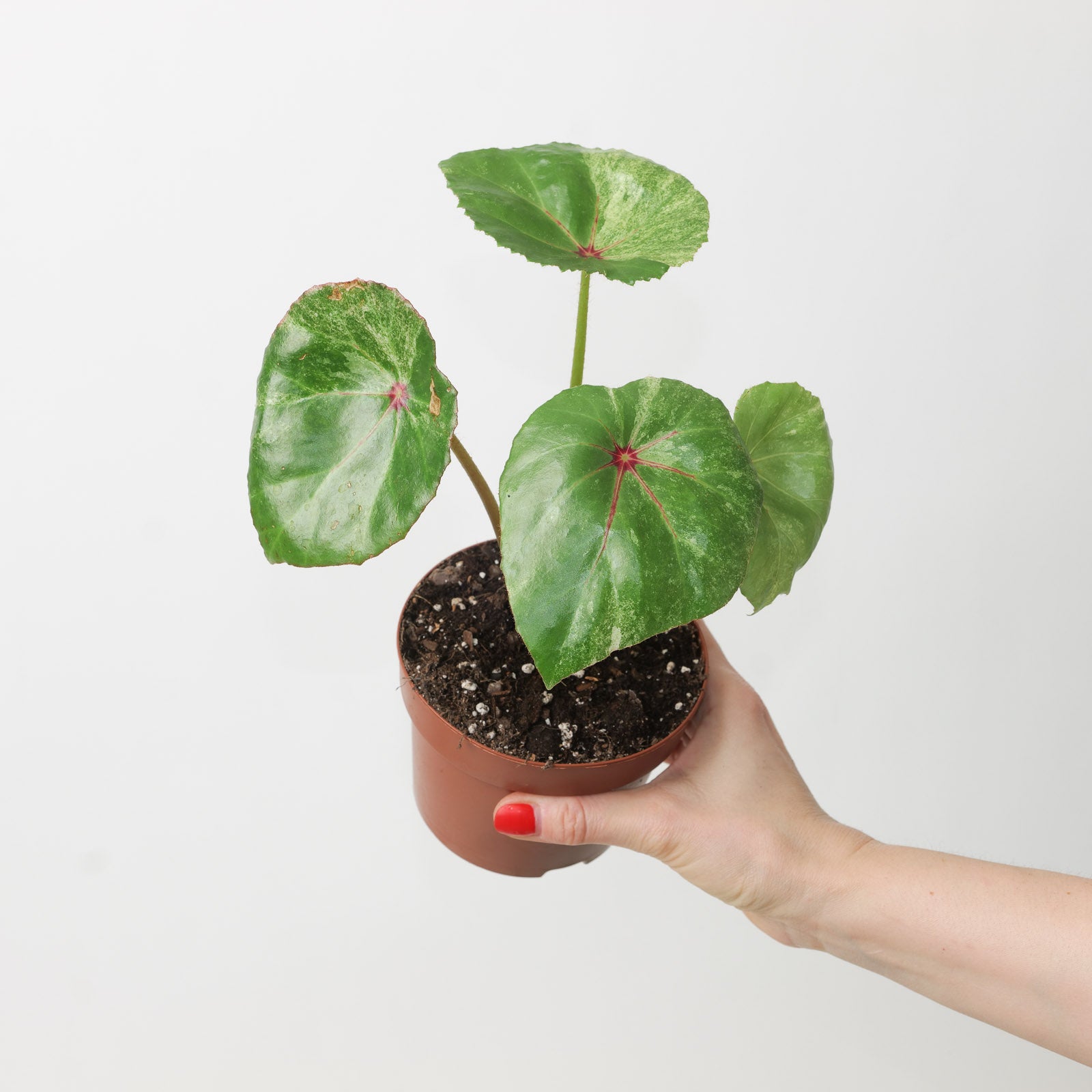 Begonia 'Rouge Variegated' | Plants | GrowTropicals.com