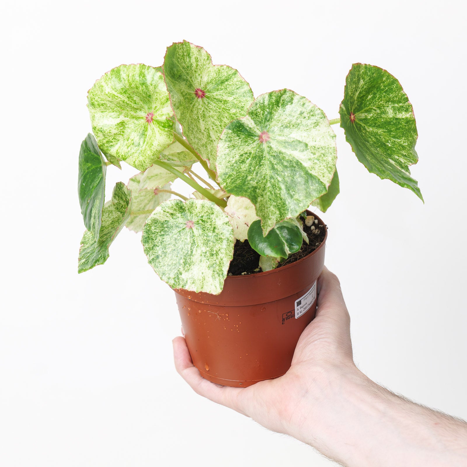 Begonia 'Rouge Variegated' | Plants | GrowTropicals.com