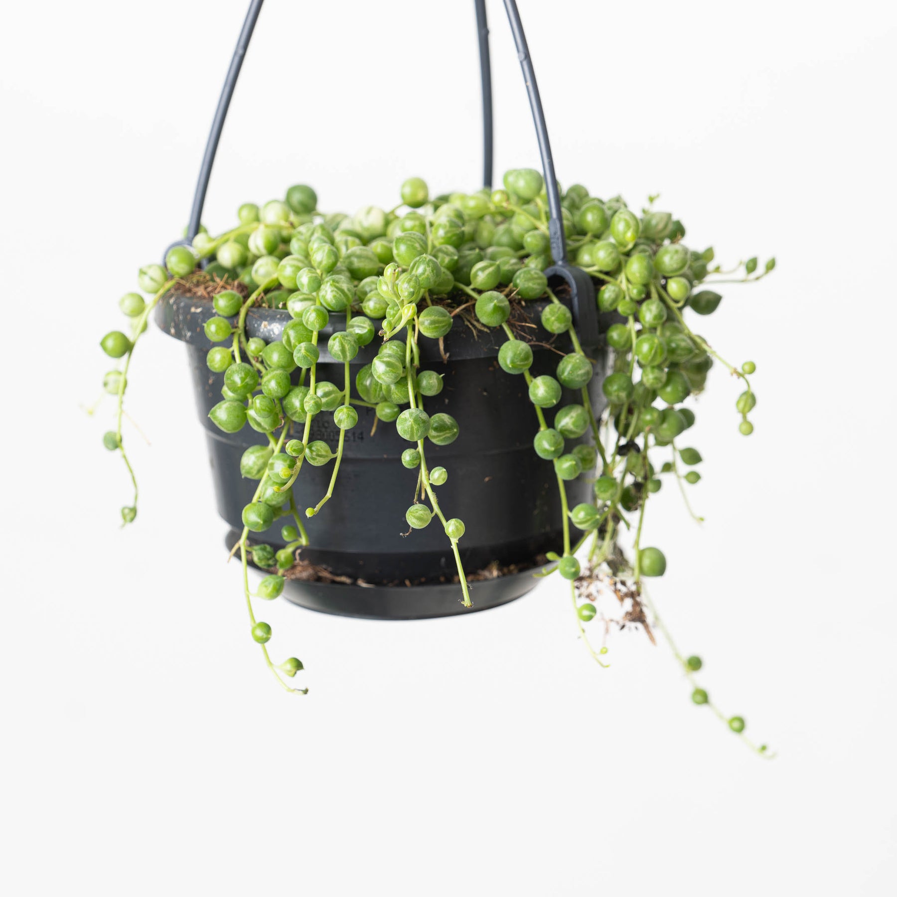 Senecio rowleyanus variegated | Variegated String of Pearls | Plants ...