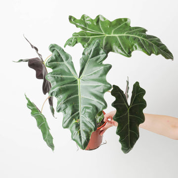 Alocasia sanderiana | Plants | GrowTropicals.com