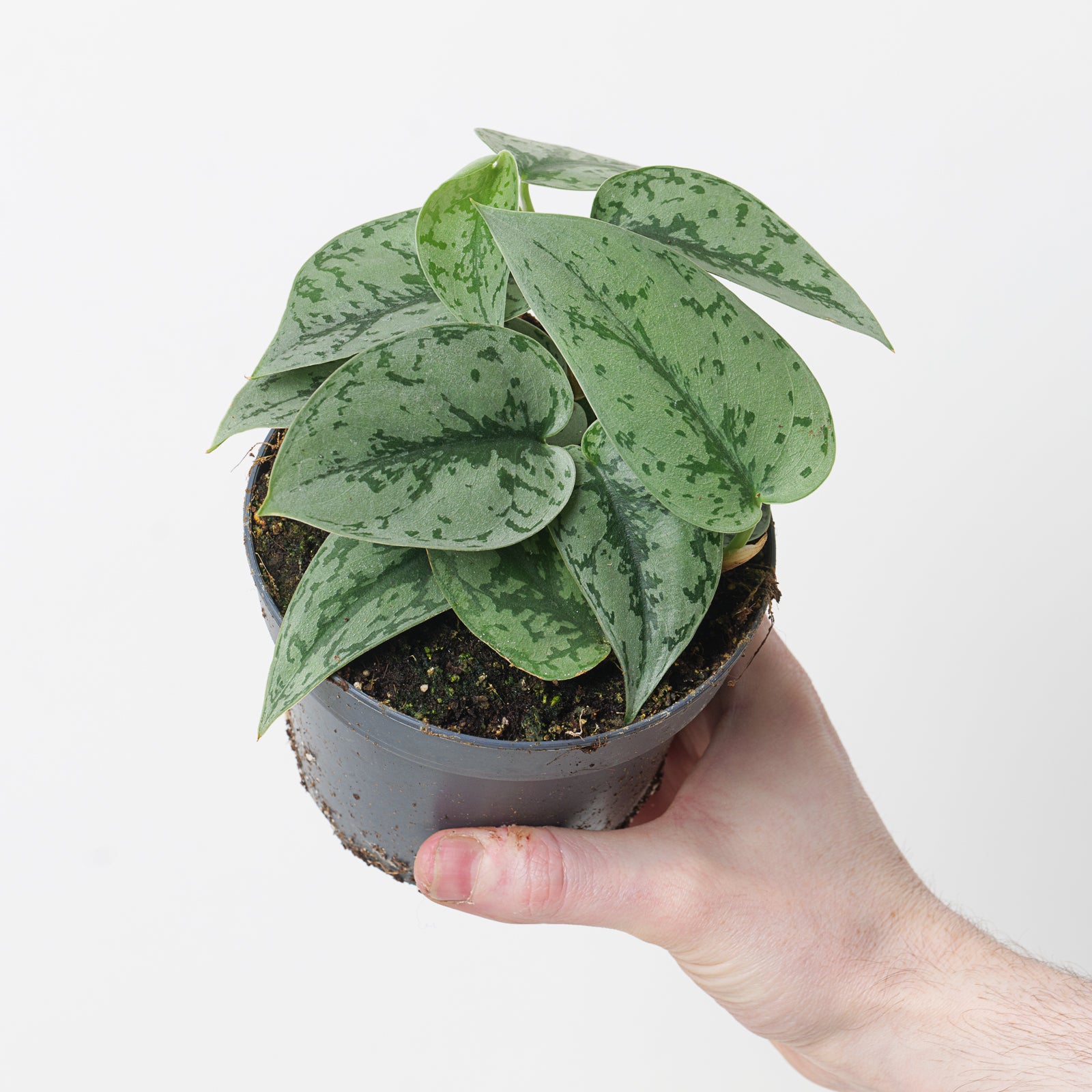 Scindapsus 'Silver Lady' | Plants | GrowTropicals.com