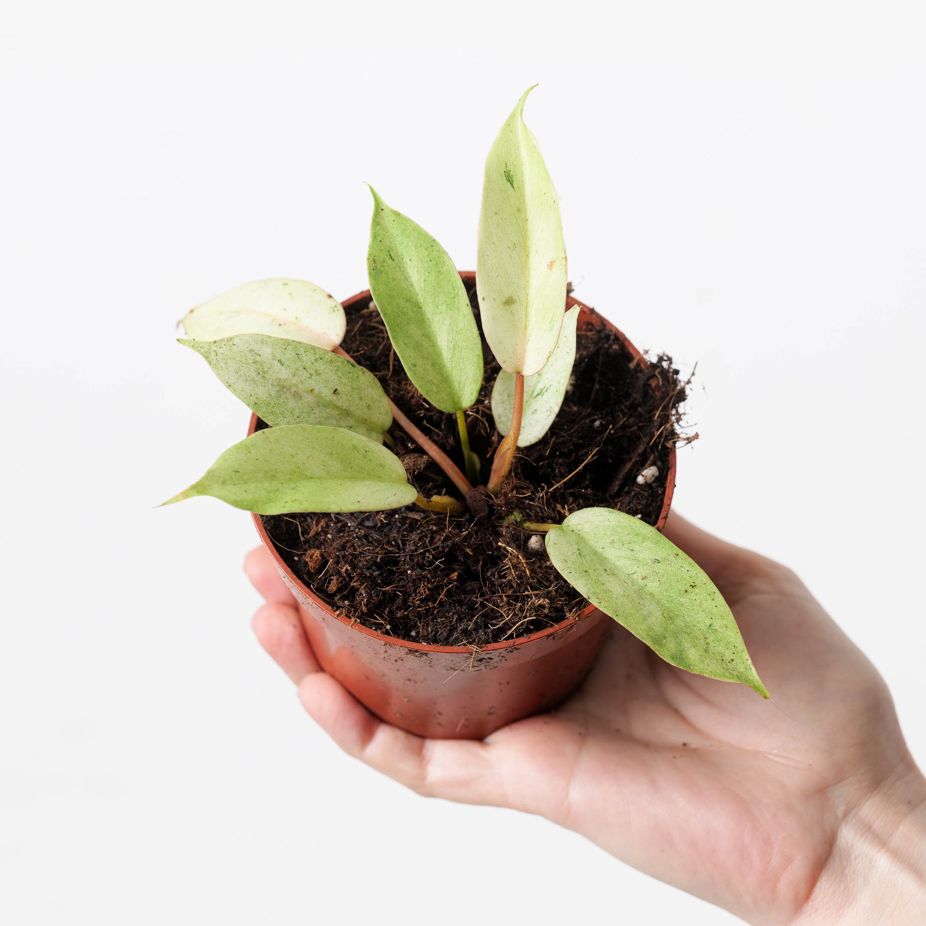 Philodendron 'Snowdrift' | Plants | GrowTropicals.com