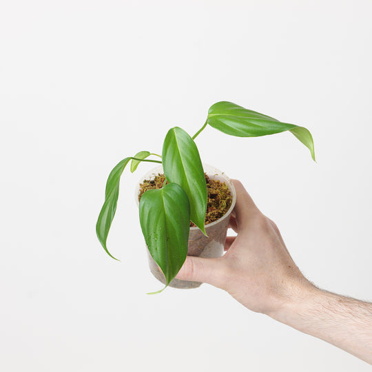 Philodendron sp. 'Angel' – GROW TROPICALS