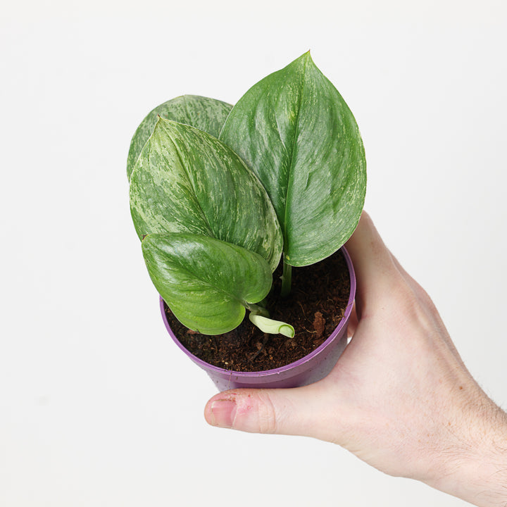 Scindapsus treubii 'moonlight' variegated | Plants | GrowTropicals.com