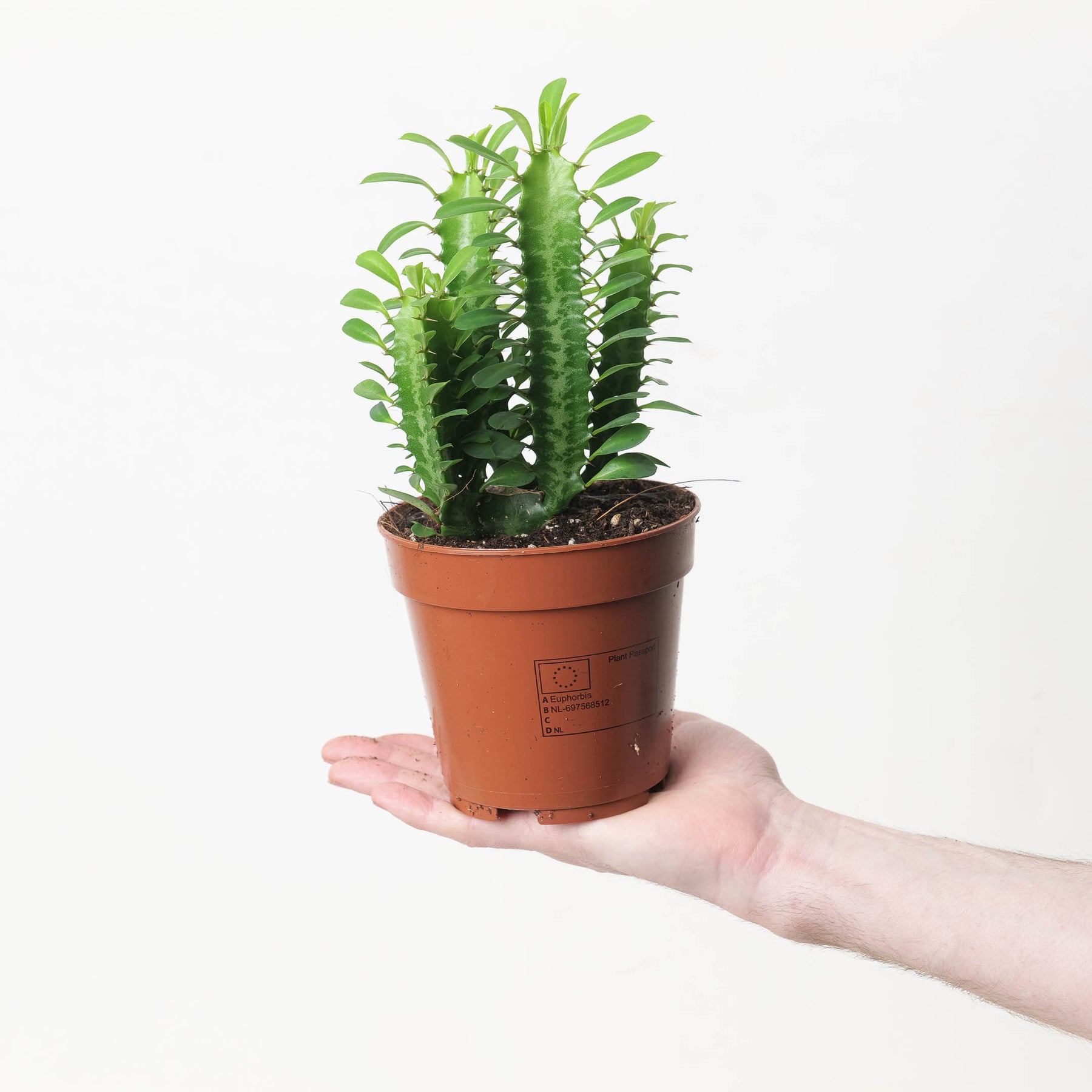 Euphorbia trigona 'Green' | African Milk Tree | Plants | GrowTropicals.com