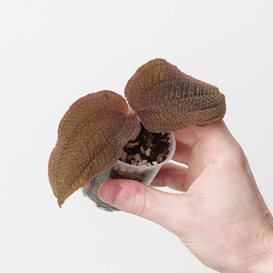 Triolena hirstuta | Plants | GrowTropicals.com