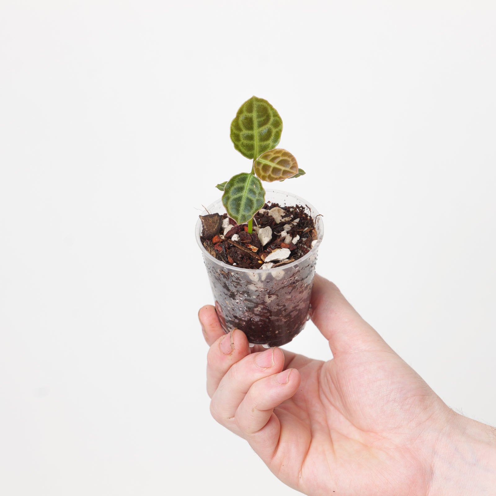 Labisia 'Turtleback' | Plants | GrowTropicals.com