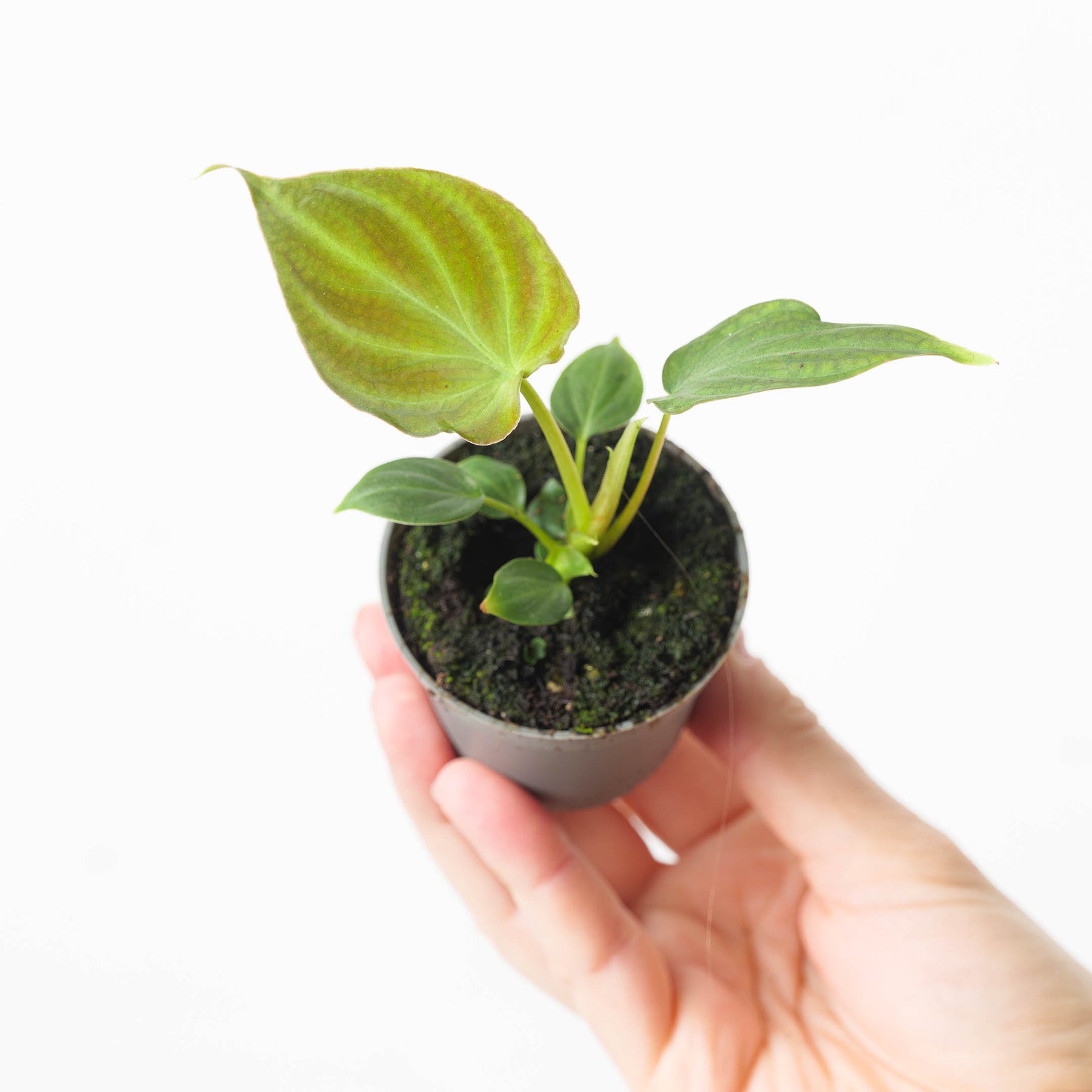 Philodendron Verrucosum | Plants | GrowTropicals.com