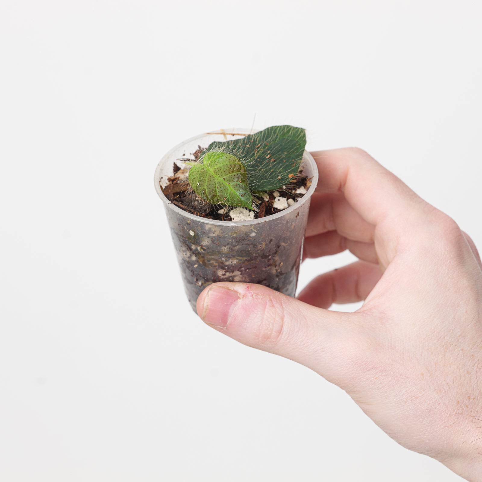 Ficus Villosa | Plants | GrowTropicals.com