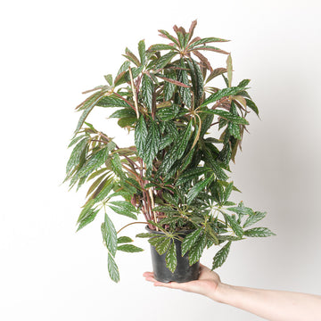 Begonia – GROW TROPICALS