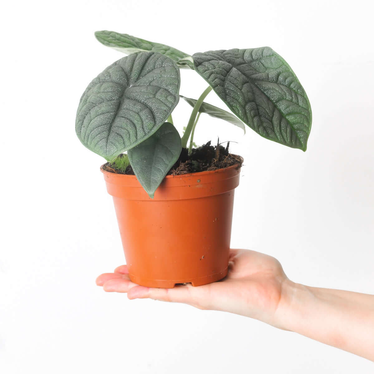 Alocasia melo | Plants | GrowTropicals.com