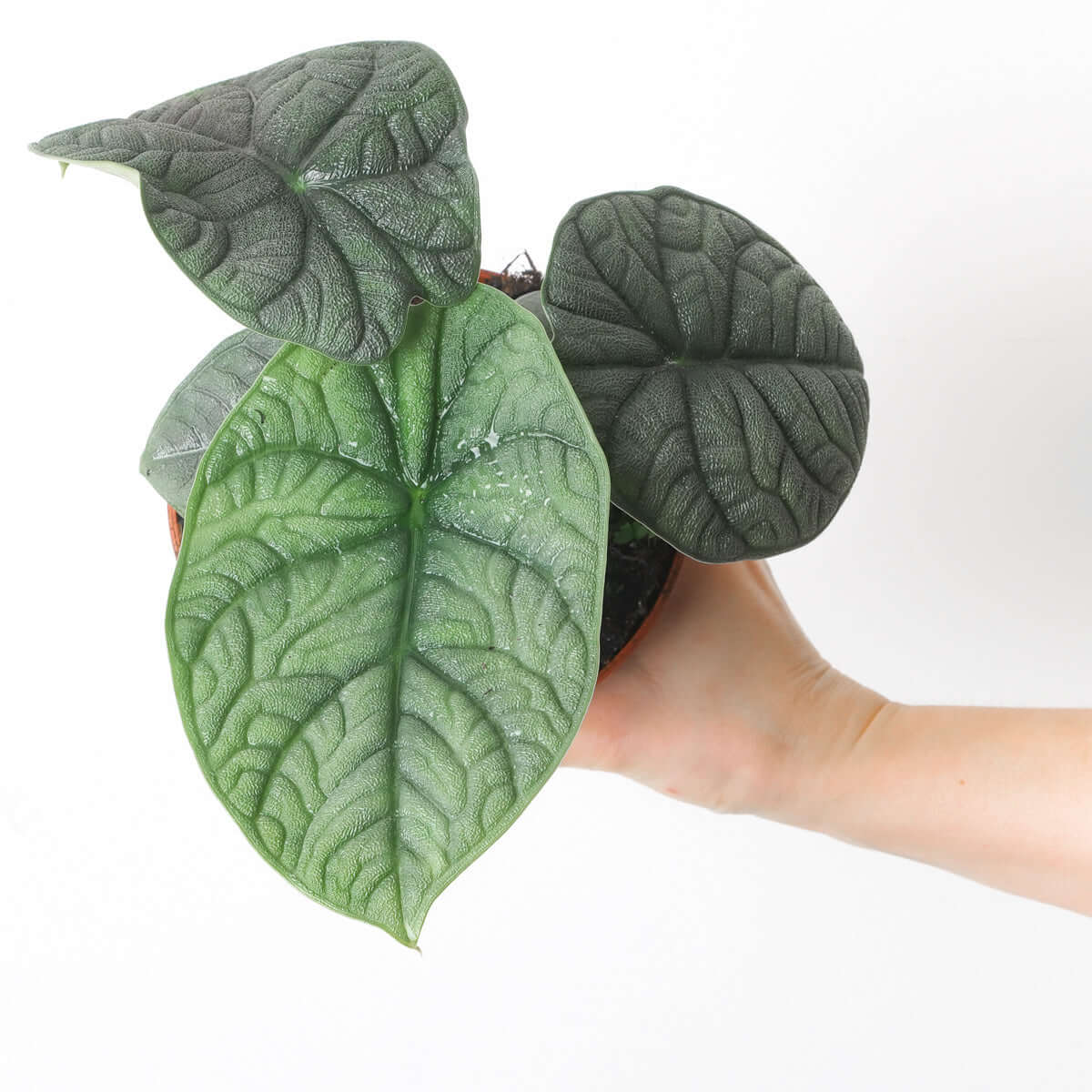 Alocasia melo | Plants | GrowTropicals.com