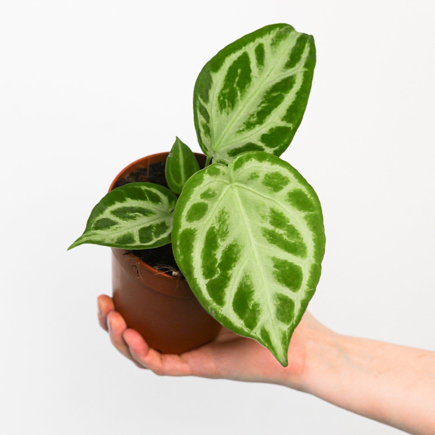 Anthurium 'Silver Blush' | Plants | GrowTropicals.com