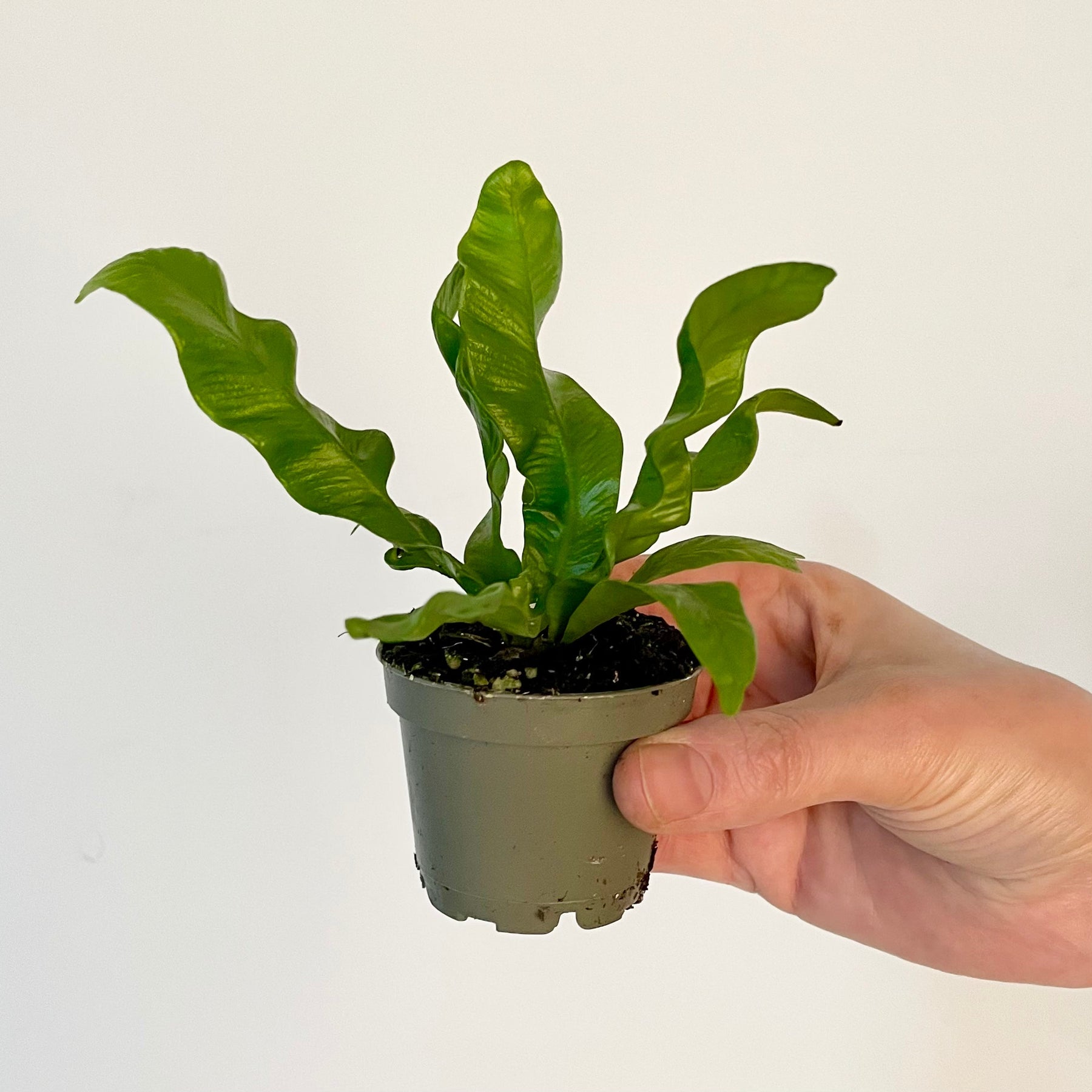 Asplenium nidus 'Crispy Wave' – GROW TROPICALS