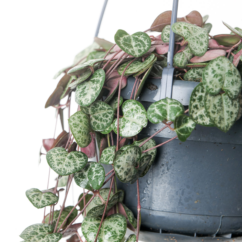 Ceropegia woodii | String of Hearts | Plants | GrowTropicals.com